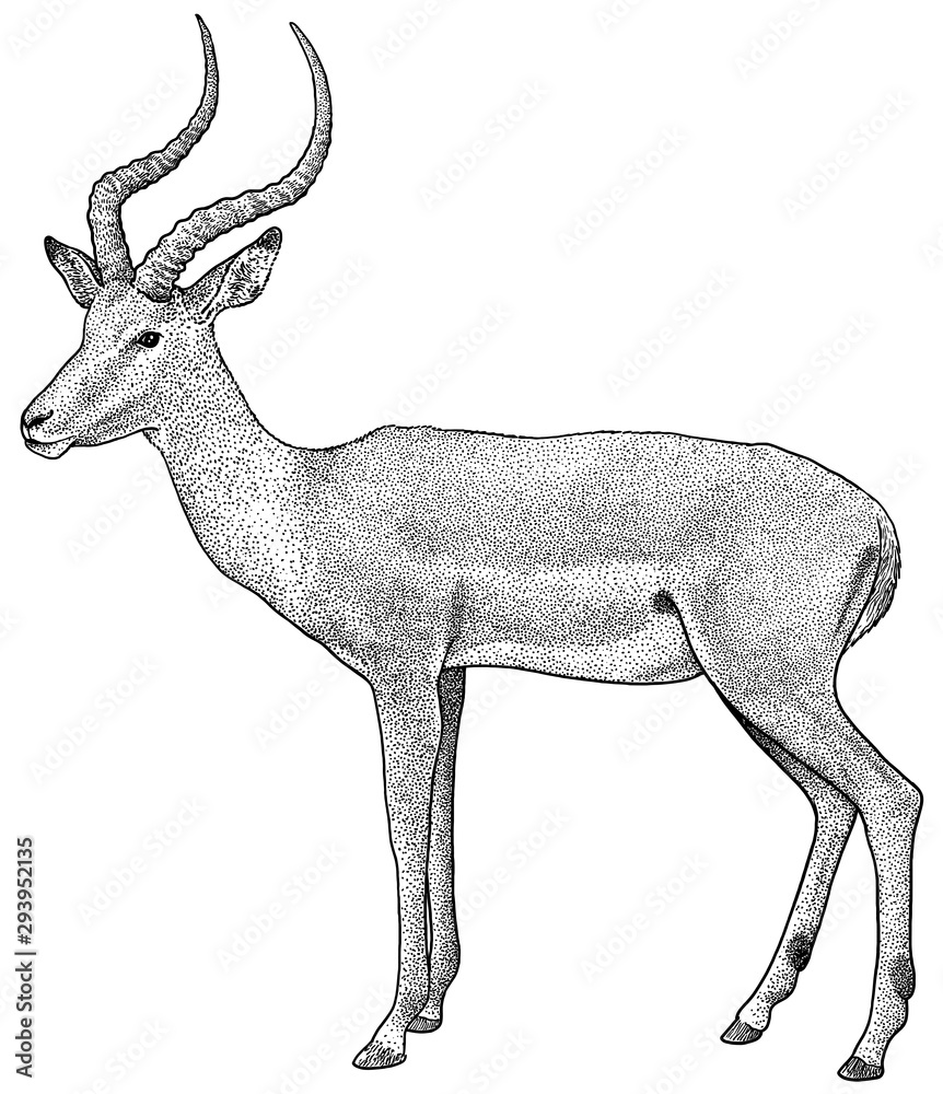 Photo & Art Print Impala illustration, drawing, engraving, ink, line ...