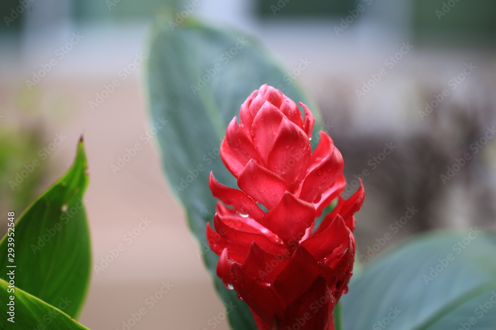 blooming red ginger, Alpinia purpurata. red flower head in a green ...