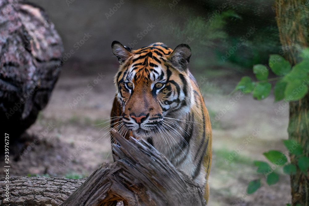 Sumatran tiger, Panthera tigris sumatrae, rare tiger subspecies that ...