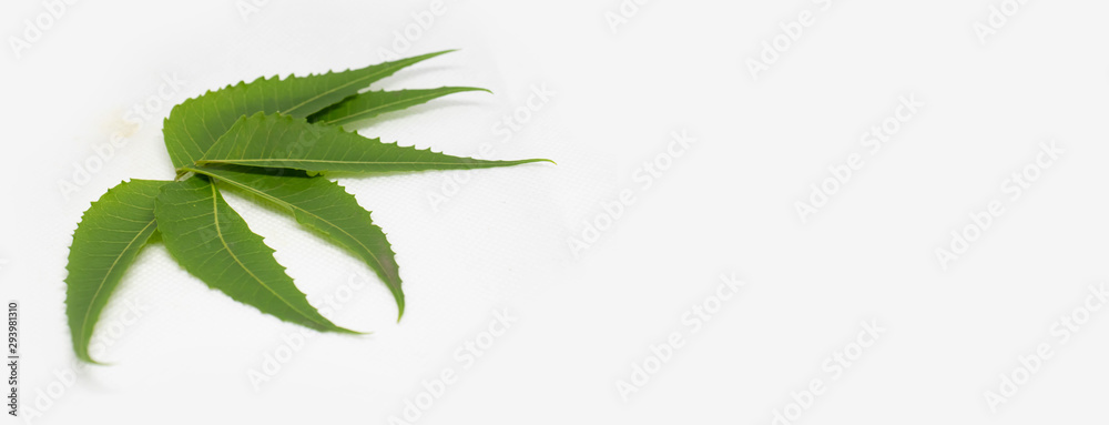 Medicinal Neem Leaves on a white background Stock Photo | Adobe Stock