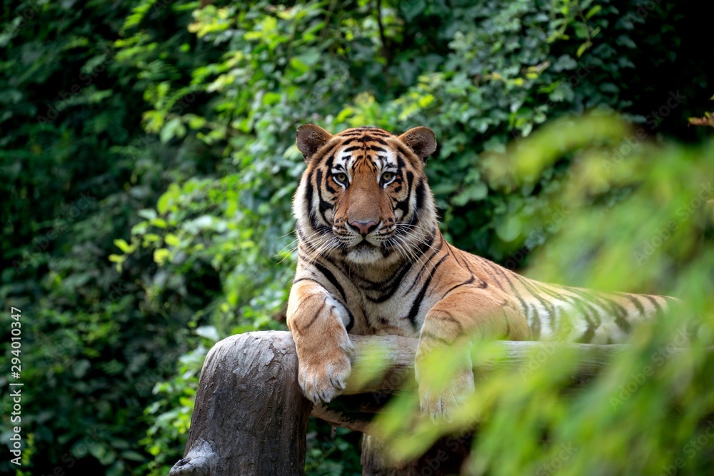 bengal tiger resting among green bush Stock Photo | Adobe Stock