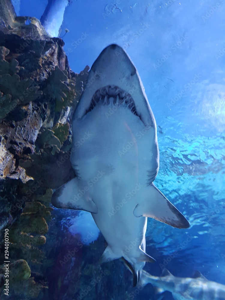Great White Shark In Captivity