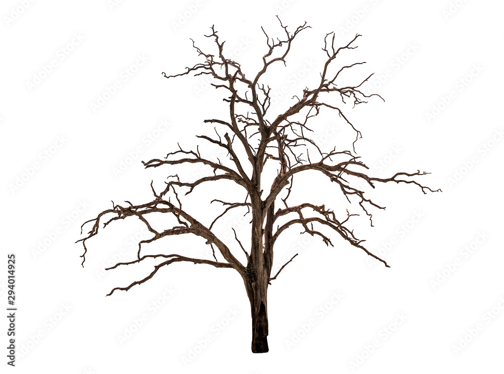 dead bare tree on white Stock Photo | Adobe Stock