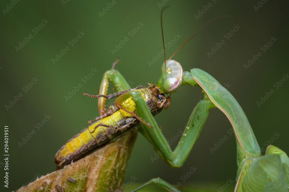 Praying Mantis Eating