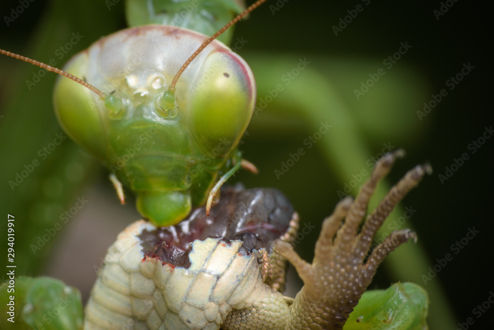 Praying Mantis Eating Lizard