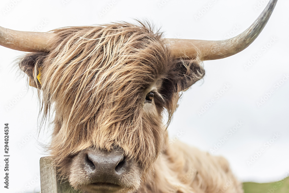 Highland Cow Stock Photo | Adobe Stock