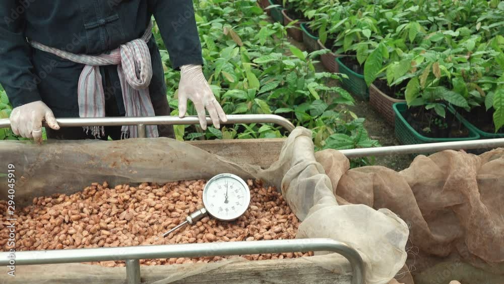 Vidéo Stock Temperature measurement of cocoa beans fermented in wooden ...