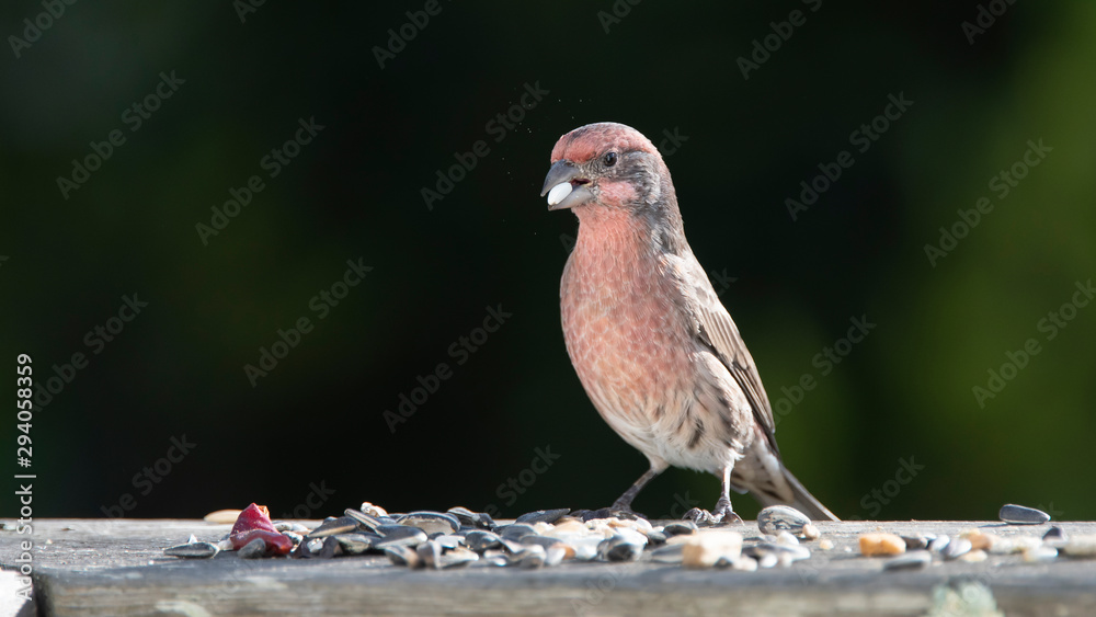 House finch feeding on a mixture of different kinds of bird seed spread ...