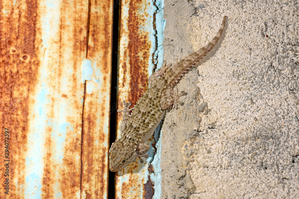 Mauergecko (Tarentola mauritanica) - moorish gecko Stock Photo | Adobe ...