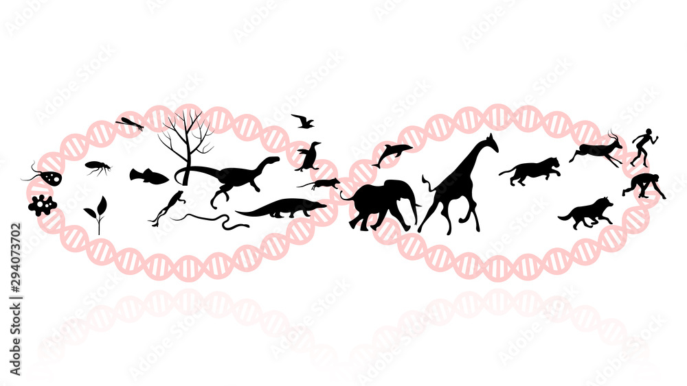 Evolution of species illustration. Evolution vector design Stock Vector ...