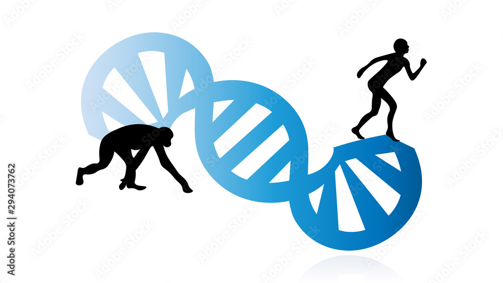 Vetor de Evolution of species illustration. Evolution vector design do ...