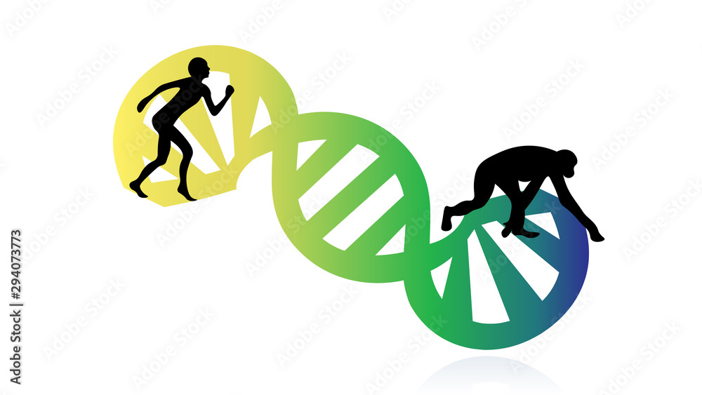 Evolution of species illustration. Evolution vector design Stock Vector ...