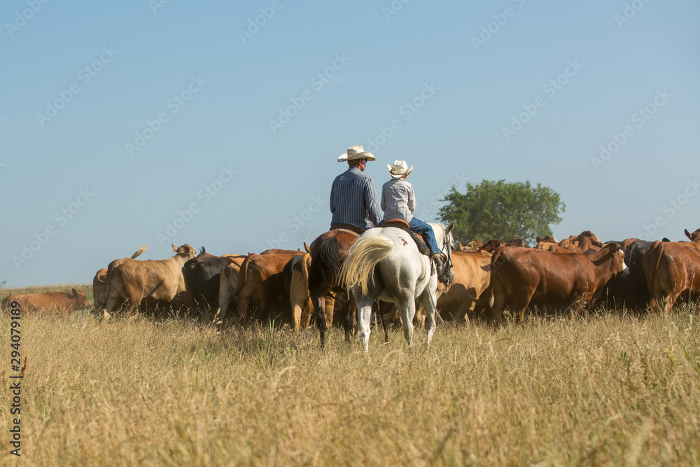 Foto de Rancher and son rounding up cattle do Stock | Adobe Stock