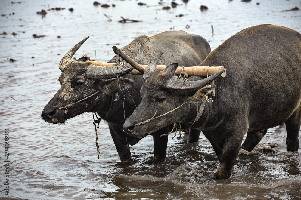 Water buffalo can be seen in many provinces across Asia Stock Photo ...