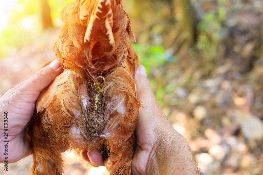 Inflamed Chicken Butt, Chicken Infected With Bacteria, Fecal Disease ...