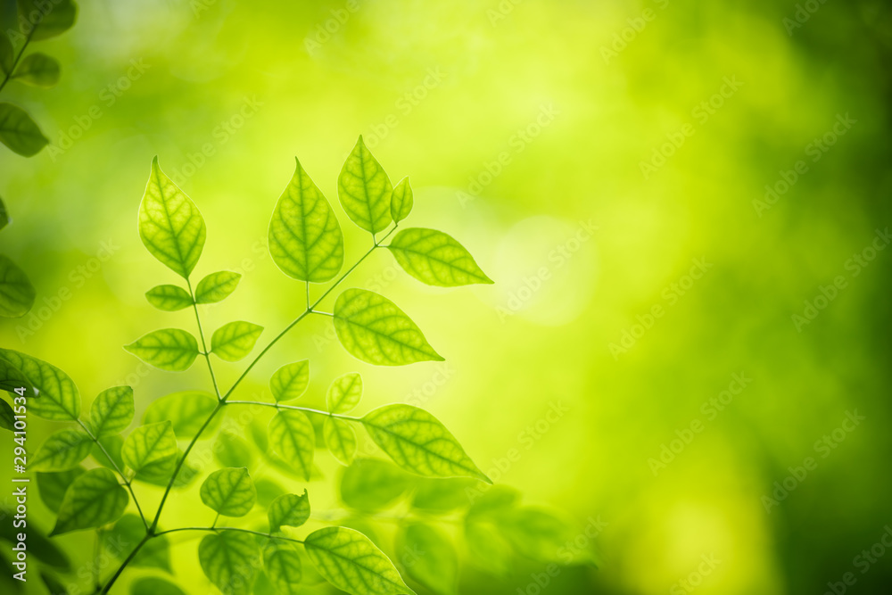Nature of green leaf in garden at summer. Natural green leaves plants ...