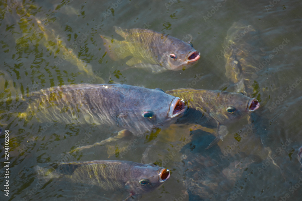 A large group of tilapia in the pond is rising to the surface to wait ...
