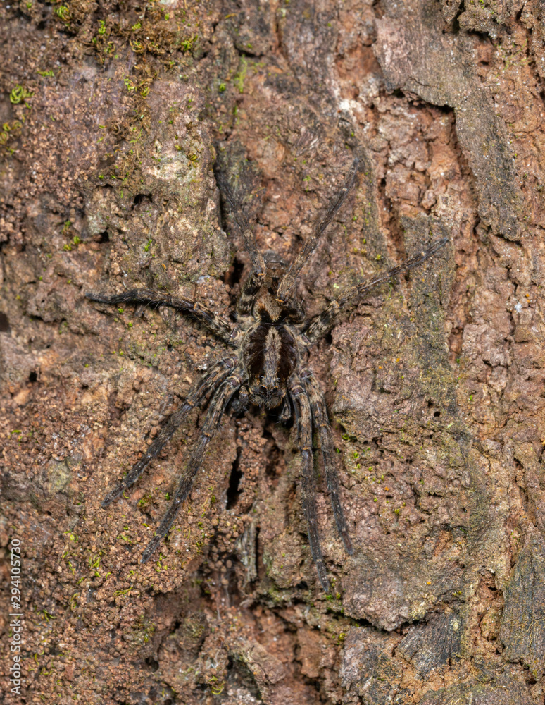 Wolf Spider on a tree bark seen at Garo Hills,Meghalaya,India Stock ...