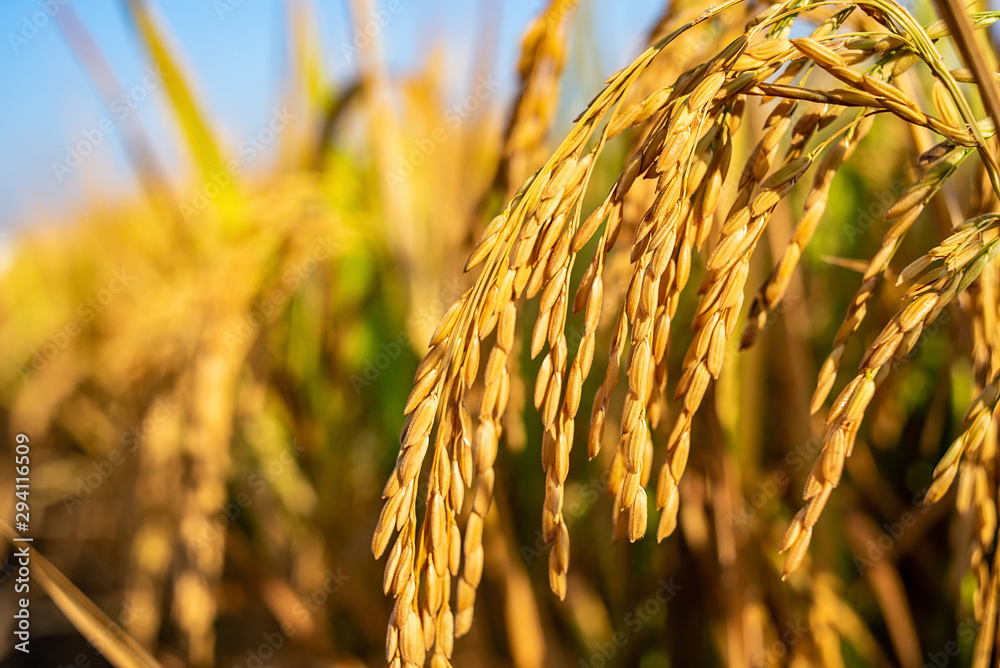 Golden yellow rice ear of rice growing in autumn paddy field Stock ...