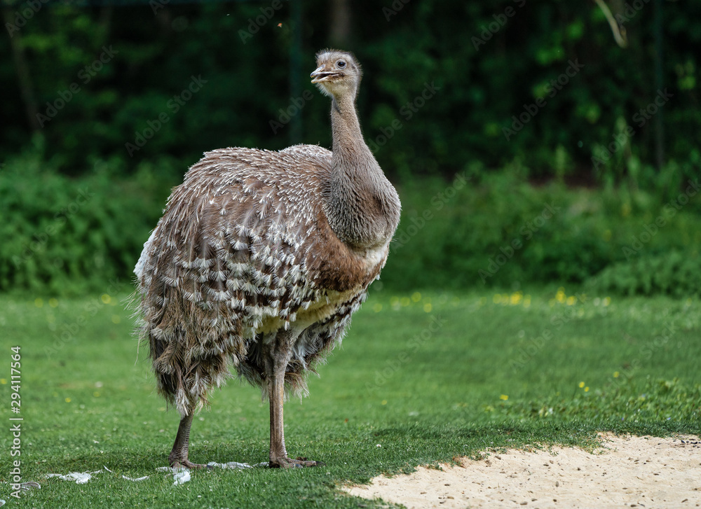 Darwin's rhea, Rhea pennata also known as the lesser rhea. foto de ...