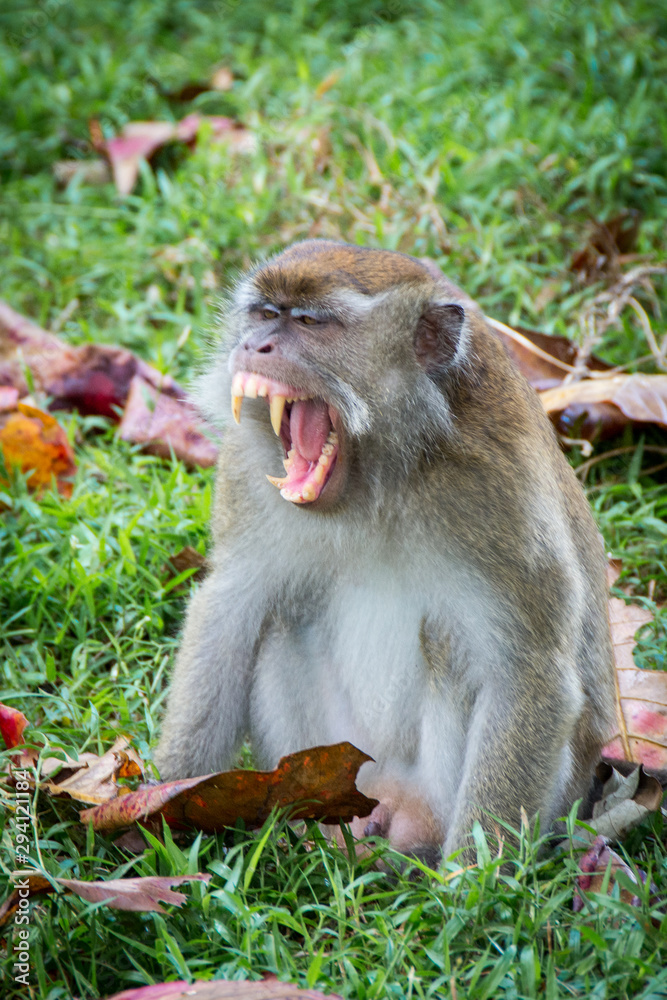 Macaco macho enseñando los dientes en Borneo Stock Photo | Adobe Stock