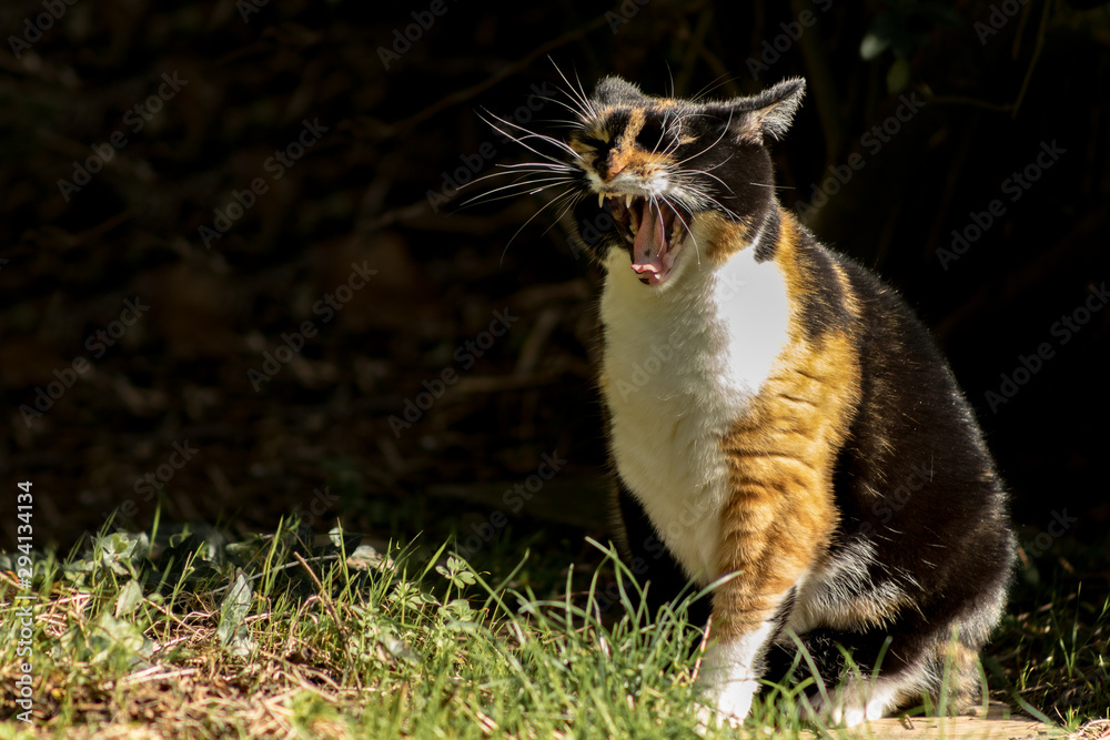 Big calico cat screaming or yawning outside in the grass with a dark ...