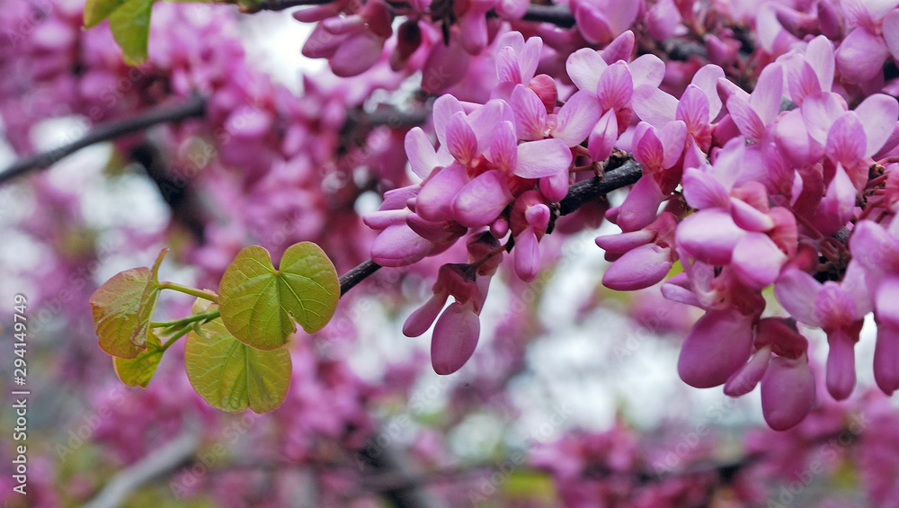 Cercis siliquastrum, commonly known as the Judas tree, Crete Stock ...