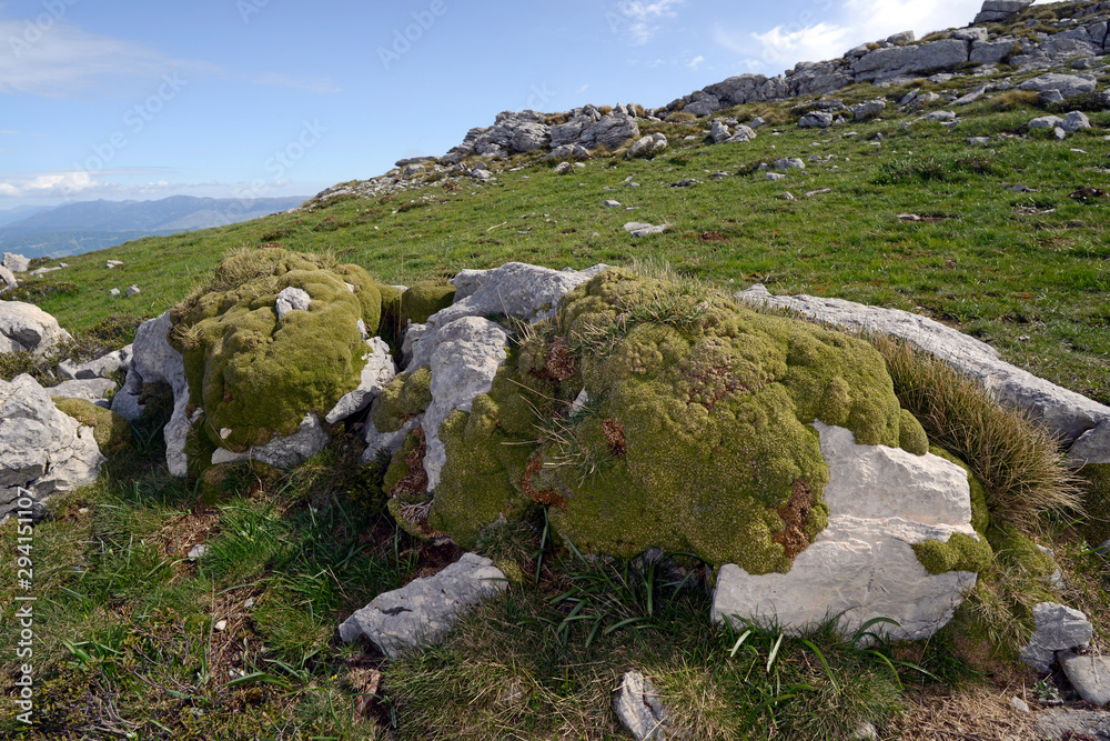 Sedum in der Gipfelregion des Mt. Lakmos im Pindos-Gebirge ...