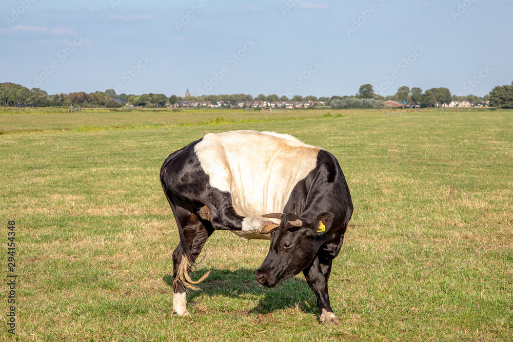 Dutch belted breed, Lakenvelder cow, heifer, with an itch, scratching ...