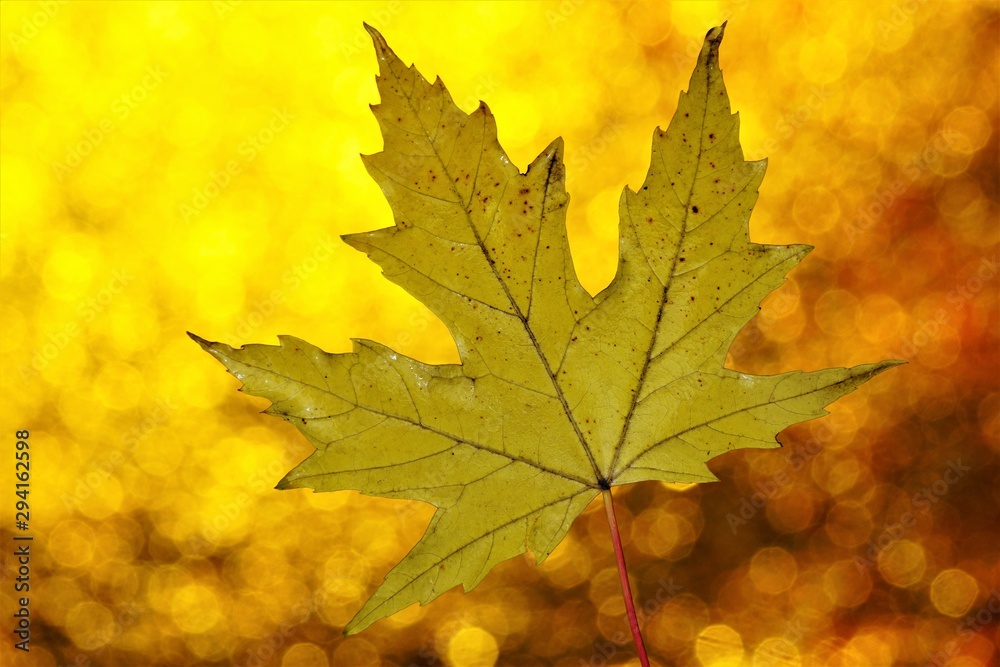 Maple leaf texture on autumn gold background of bokeh lights. Maple is ...