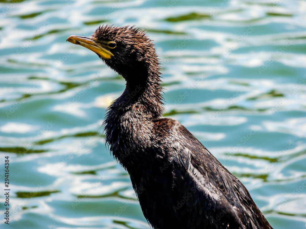 Campbell Island shag perched on a rock along the shoreline. Auckland ...