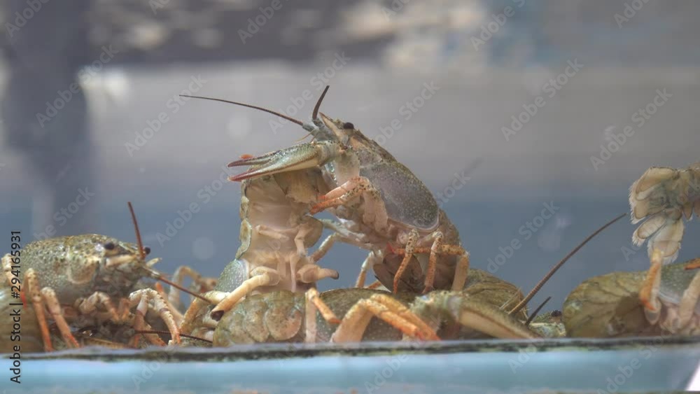 Vidéo Stock Crayfish swim in an aquarium in a supermarket | Adobe Stock