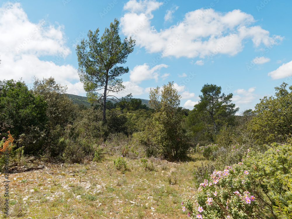 Paysage de Provence. Garrigue et végétation provençale le long de la ...