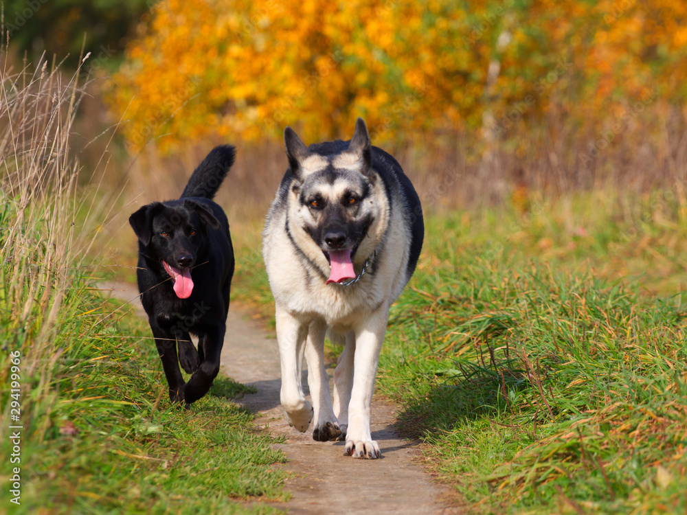 Two dogs are walking along the path. They look at the viewer. German ...