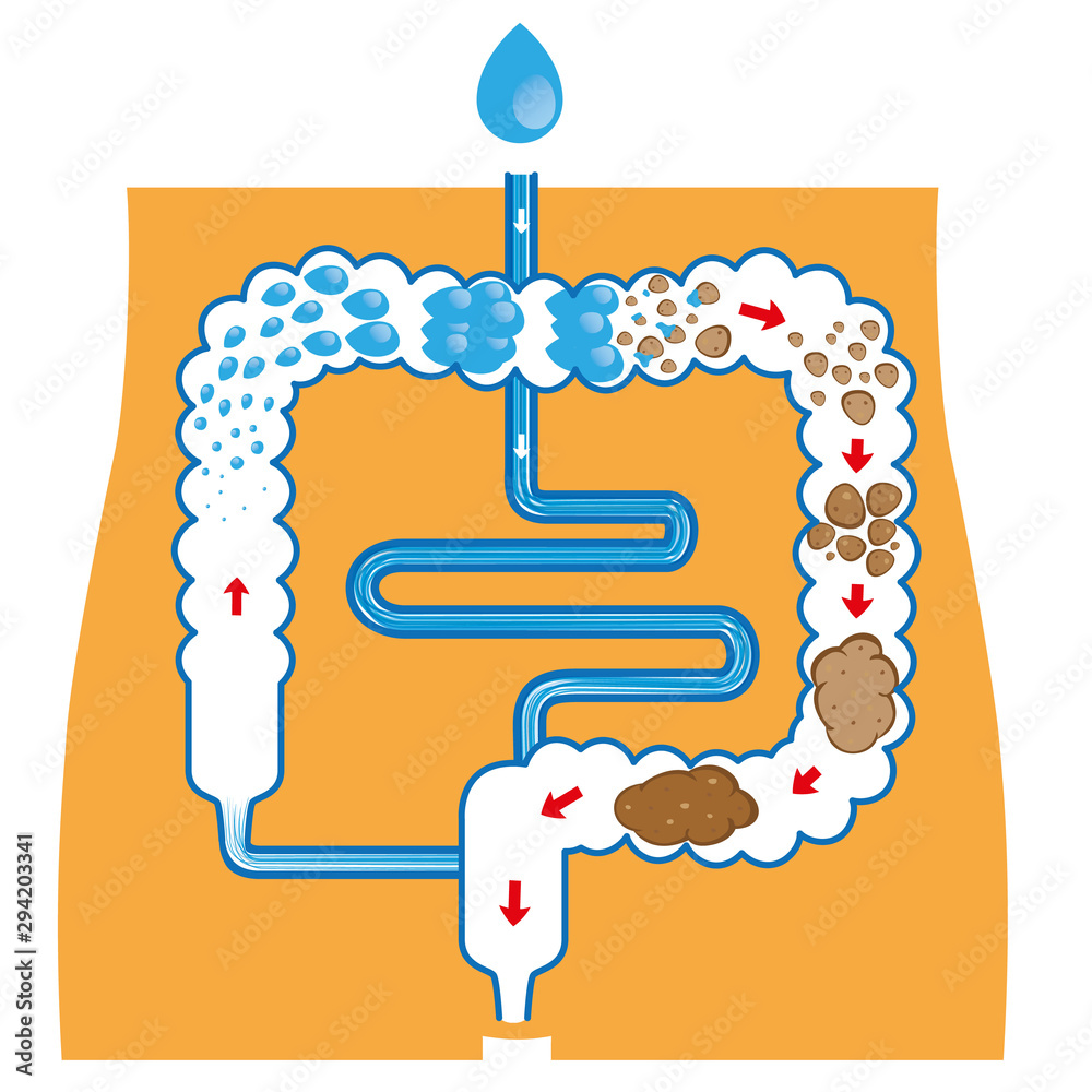 Illustration of the human digestive system, and fecal bolus formation ...