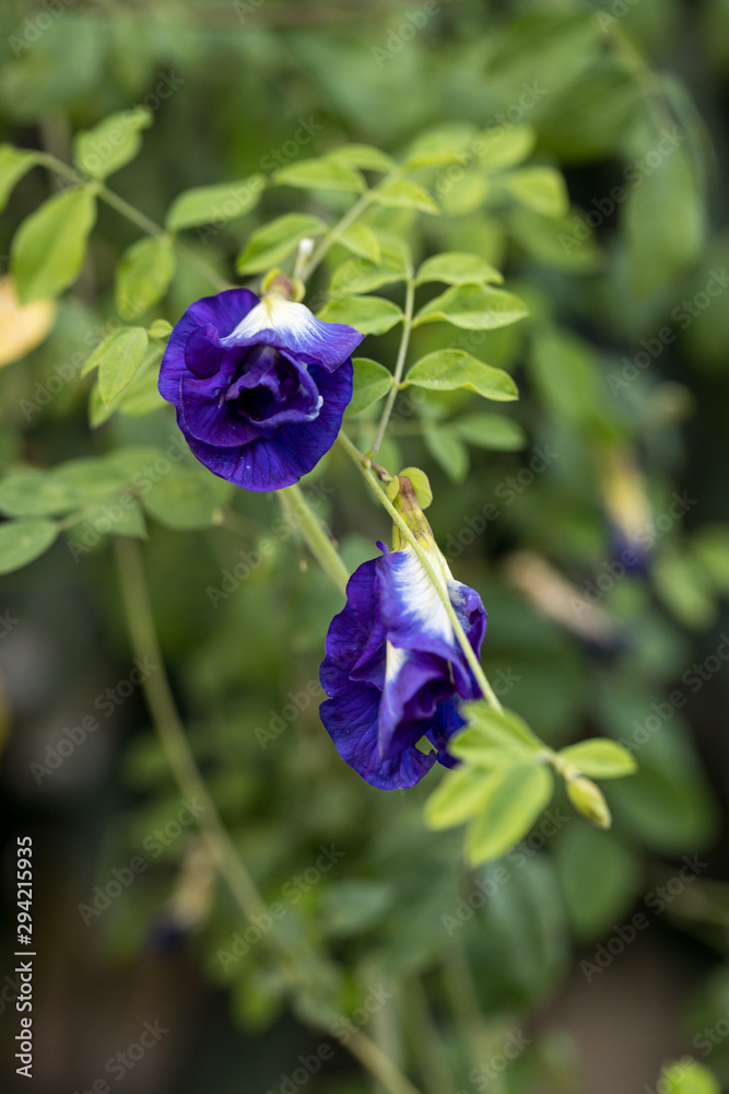 Butterfly pea flower, This flower can coloring matter in Thai dessert ...