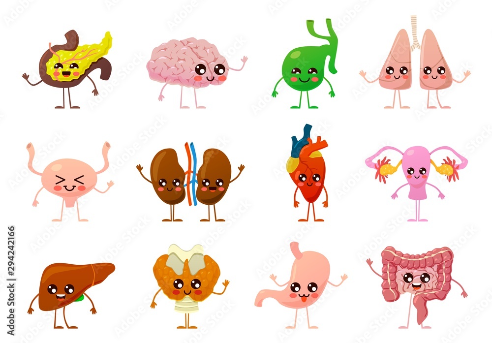 Internal organs. Human smiling brain, bladder and stomach, kidneys and ...