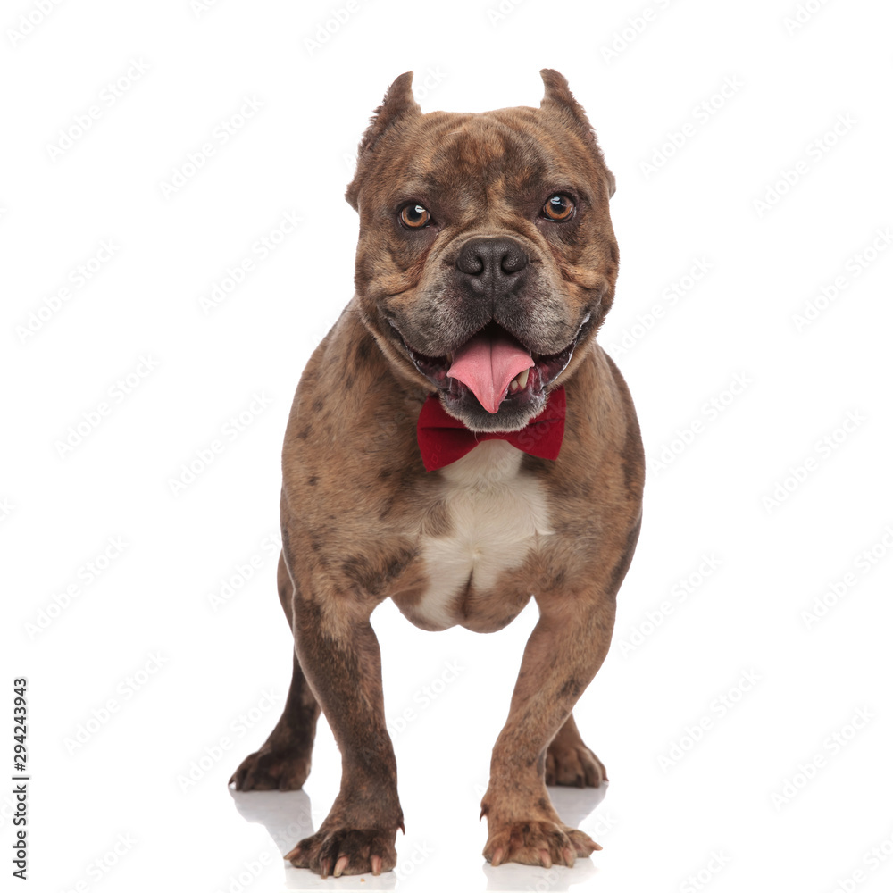 cute american bully wearing red bowtie and panting Stock Photo | Adobe ...