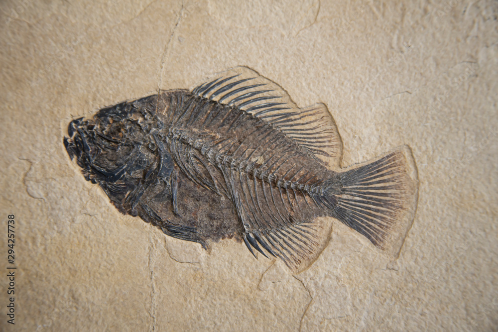 Old Fish Fossil on a Sandstone Slab Stock Photo | Adobe Stock