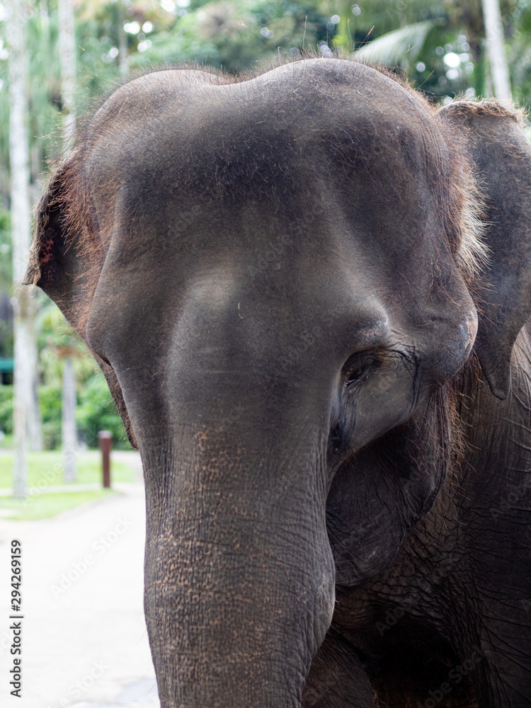 Asian Elephant Head Side View