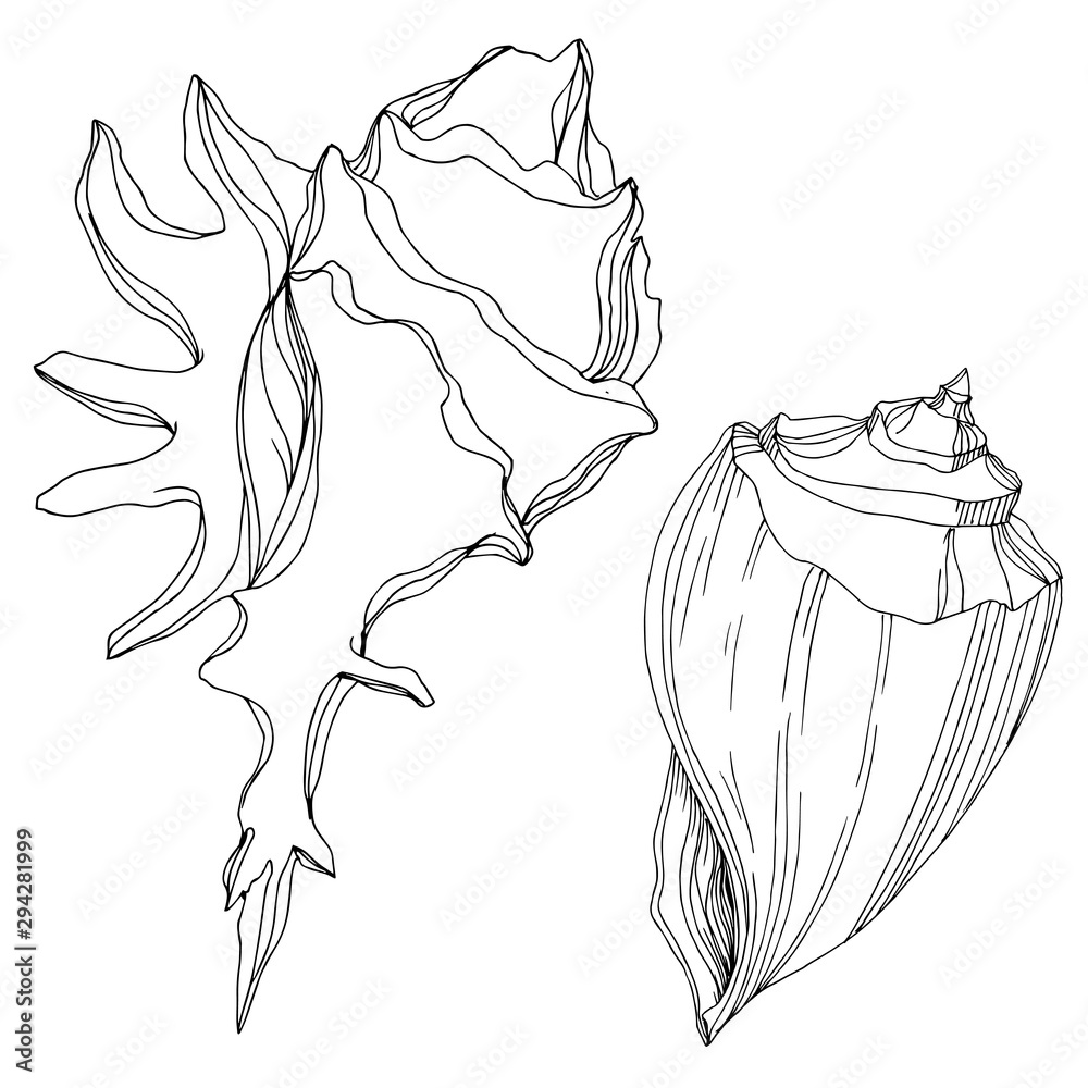 Conch Shell Ink Drawing