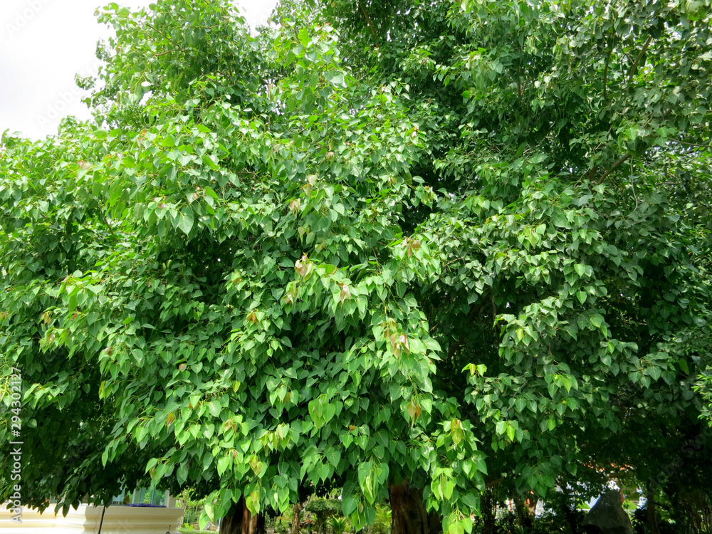 Foto de Bodhi Tree, The Bodhi Tree ("tree of awakening") is a large and ...