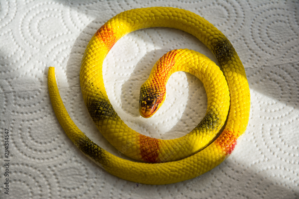 snake, reptile, animal, wildlife, python, nature, white, isolated ...