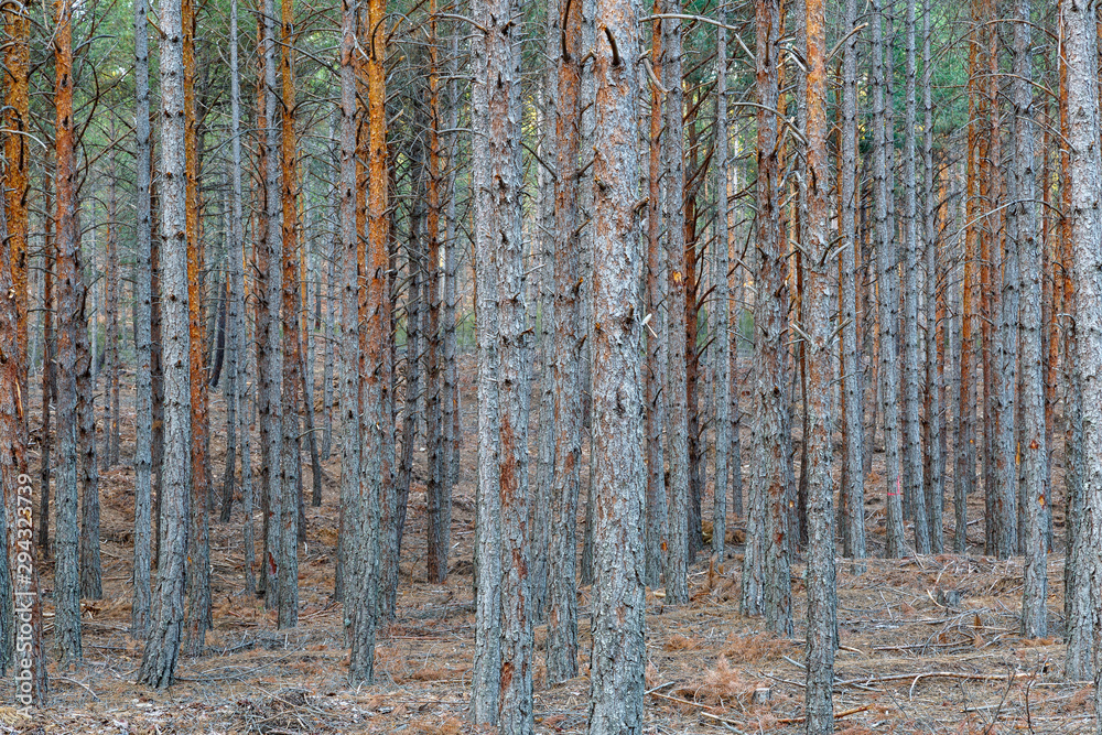 Pinus sylvestris. Bosque de Pino de Valsaín, albar o silvestre. Comarca ...