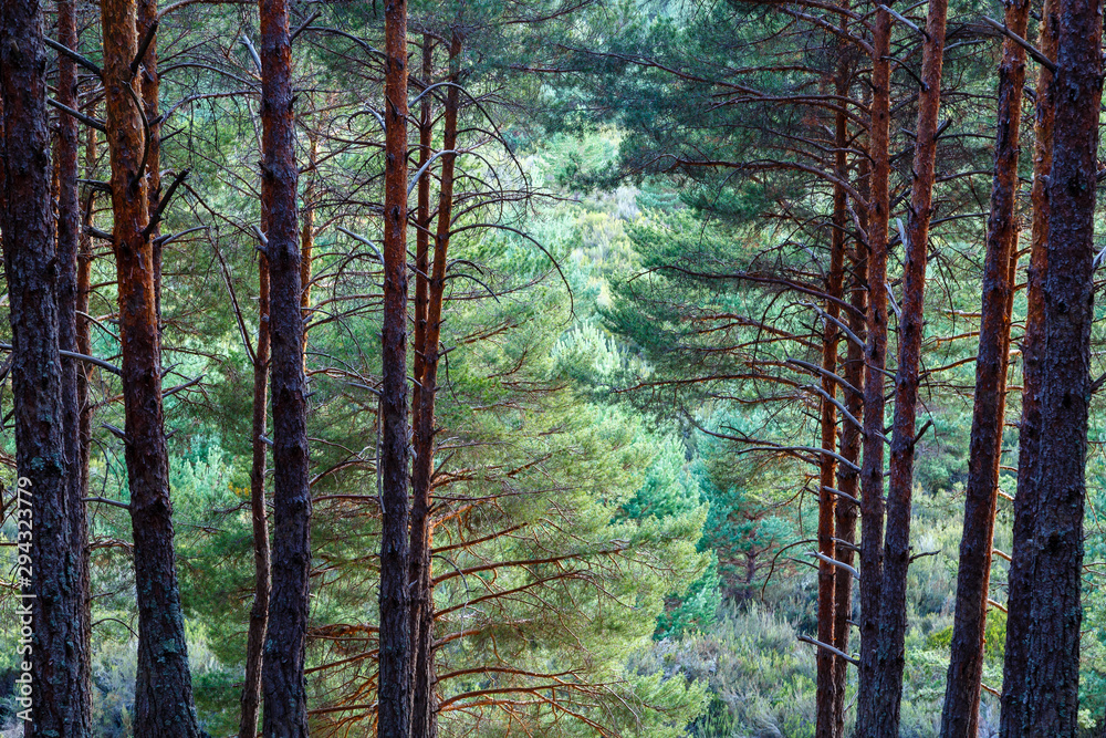 Vista desde el interior de un bosque de pino albar o silvestre. Pinus ...