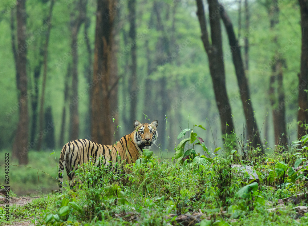 Tiger in a green forest at Tadoba Andhari Tiger Reserve,Maharashtra ...