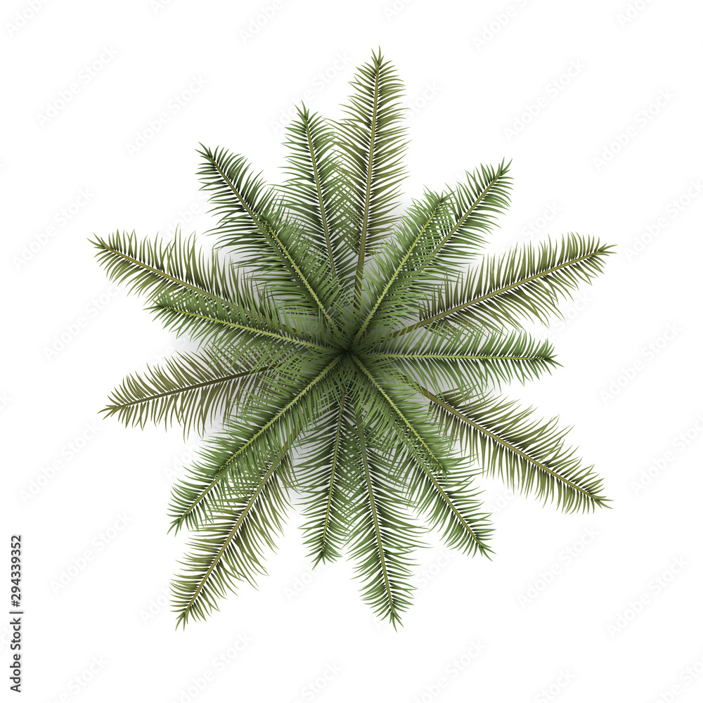Vector realistic top view illustration of palm tree isolated on white ...
