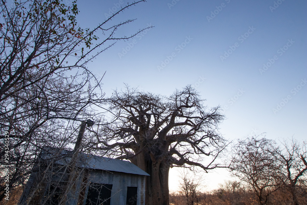Baobab tree in an African savanna landscape at sunset. sunsets in ...