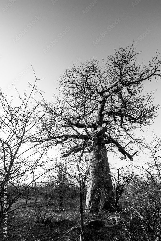 Baobab tree in an African savanna landscape at sunset. sunsets in ...