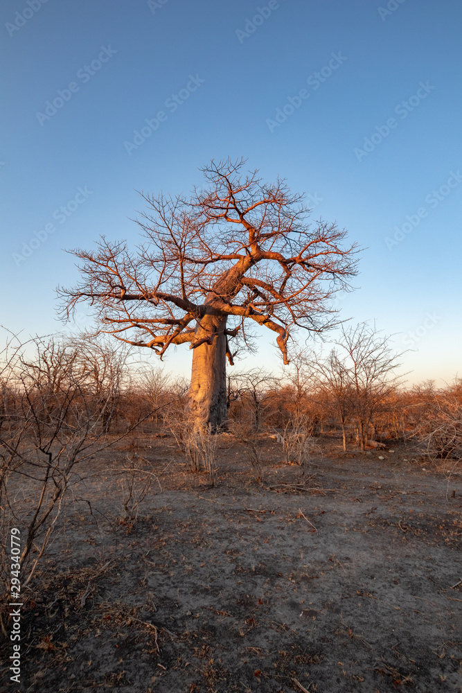 Baobab tree in an African savanna landscape at sunset. sunsets in ...